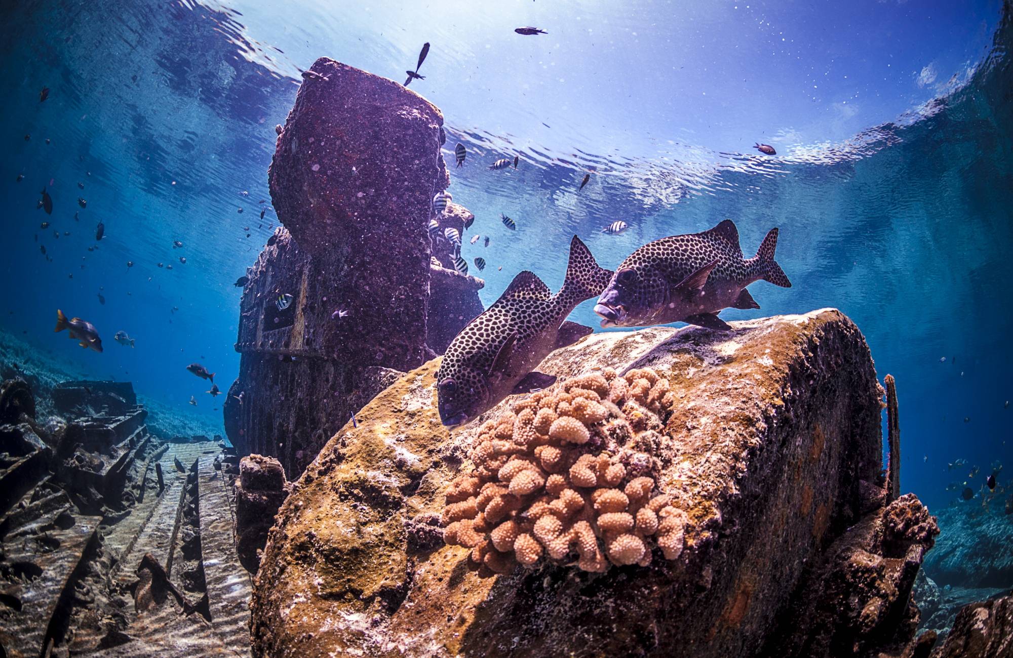 See the care necessary when sinking vessels to create artificial reefs!